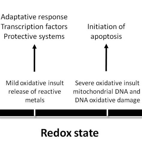 Biological Relevance Of Cellular Redox Status The Figure Describes The Download Scientific