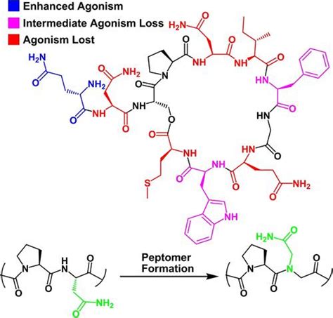 Peptoid Peptide Hybrid Analogs Of The Enterococcus Faecalis Fsr Auto Inducing Peptide Aip