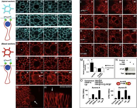 Aurora Kinases Phosphorylate Lgl To Relocalize It To The Cytoplasm