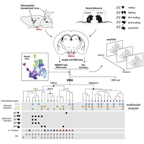 Multimodal Analysis Of Cell Types In A Hypothalamic Node Controlling Social Behavior Cell