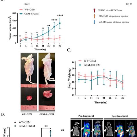 Validation Of Gem R Cell Lines In Vivo Note Data Are Represented As
