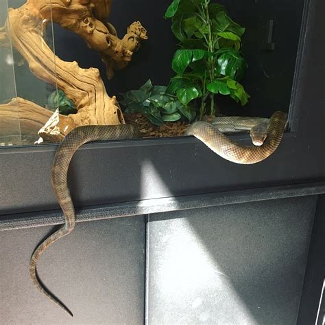 Pixie The Tanimbar Scrub Python Page 16