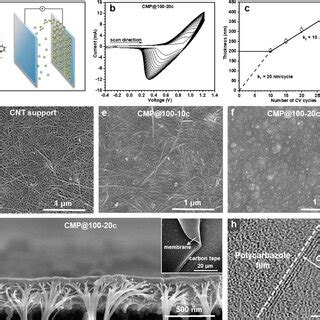 Simulated Structure Of The CMP Membrane A Pore Size Of The Download Scientific Diagram