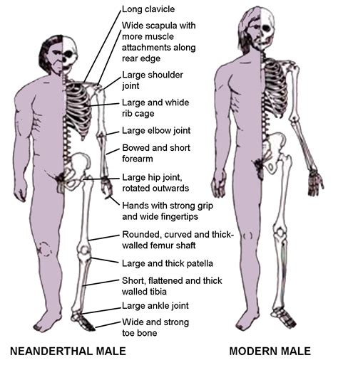 Differences Between Neanderthals And Humans