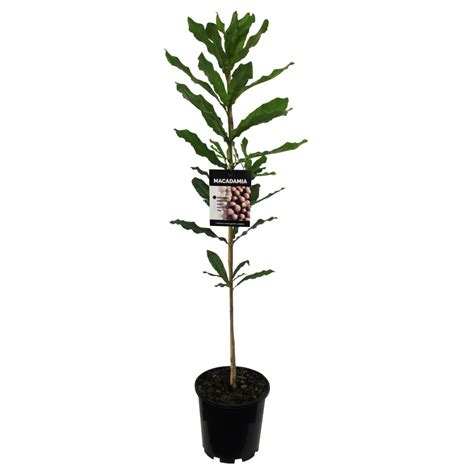 Deciduous Fruit And Nut Trees Lushingtons