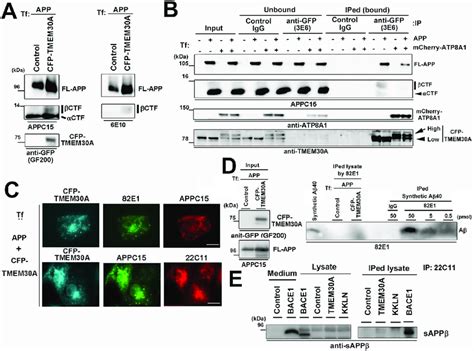 Tmem30a Interacts With Ctf In Endosomes A App And Cfp Tmem30a Were
