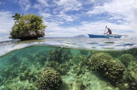 Whale Shark Sex Detectives Uncover Vital Clue To Reproduction