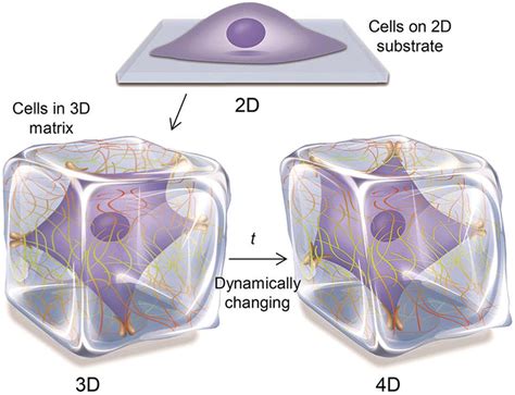 Schematic Of Engineering The Cell Microenvironment From 2d To 3d And 4d Download Scientific