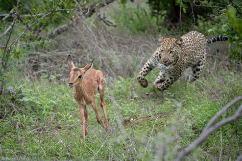 Impala Africa Geographic