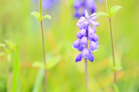 포도 Hyacinth 작은 녹색 꽃 보라색 꽃 잎 흐린된 녹색 정원 필드 배경 클로즈업 매크로 가로 이미지 1 0명에 대한 스톡 사진 및 기타 이미지 Istock