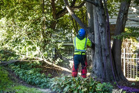 Tree Pruning In Winter North Eastern Tree