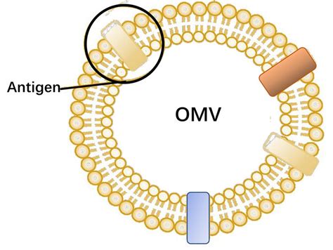 Outer Membrane Vesicles Omvs Platform For Vaccine Design Creative