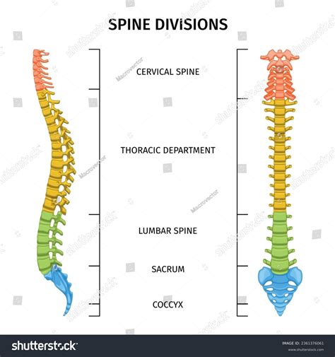Spinal Structure Anatomy The Spinal Cord Anatomy And Physiology I