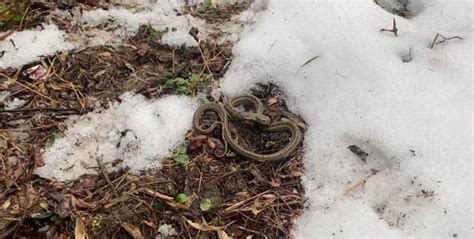 벌써 겨울잠 깬 뱀 산행 중 뱀 대처법은