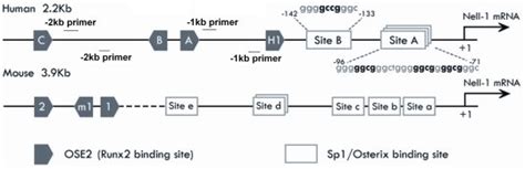 in silico analysis identified a cluster of potential sp1 osterix