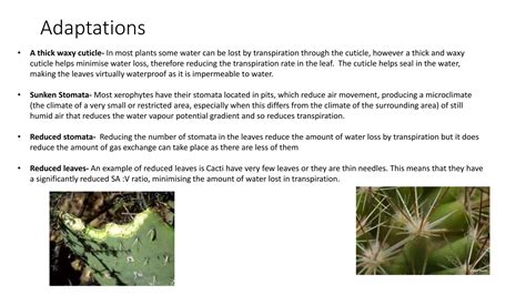 Adaptations Of Plants Xerophytes And Hydrophytes Pptx