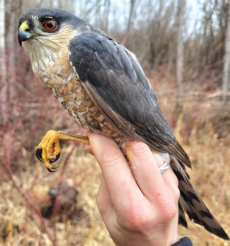 Sharp Shinned And Newly Banded Lakeside Leader