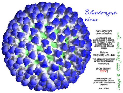 Virus Flashcards Quizlet