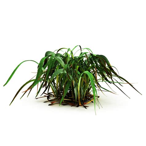 Marsh Grass 3d Model By 3dhepect