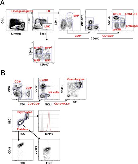 Figures And Data In Murine Hscs Contribute Actively To Native