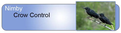 Crow Control
