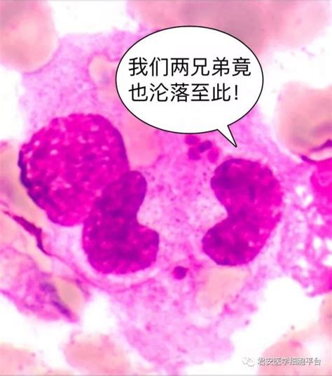 巨噬细胞图片手绘彩图 千图网