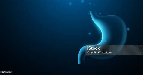 인간의 위장 내부 장기 그림 벡터 위에 대한 스톡 벡터 아트 및 기타 이미지 위 3차원 형태 개념 Istock