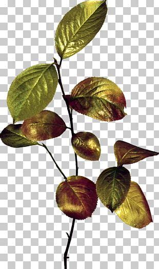 Tree Computer Software PNG Clipart Branch Bushes Computer Software Depositfiles Document