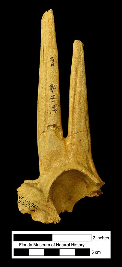 Blancan North American Land Mammal Age Florida Vertebrate Fossils