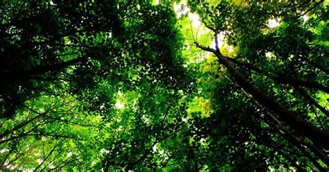 Uthpala Pathirana Colombo Sri Lanka Viharamaha Devi Balika