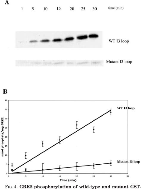 Figure 4 From Structure Function Analysis Of 2a Adrenergic Receptor Interaction With G Protein