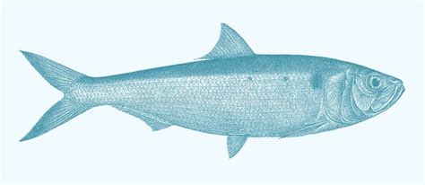 Twaite Shad Vector Stock Illustrations 3 Twaite Shad Vector Stock