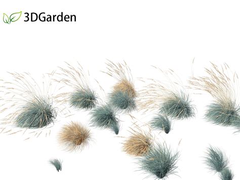 Helictotrichon Sempervirens Blue Oat Grass 02 3d Model By 3dgardenplants