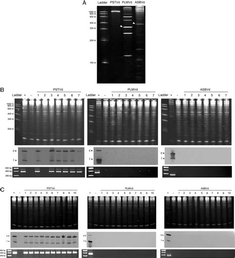 Symptomatic Plant Viroid Infections In Phytopathogenic Fungi A Request For A Critical