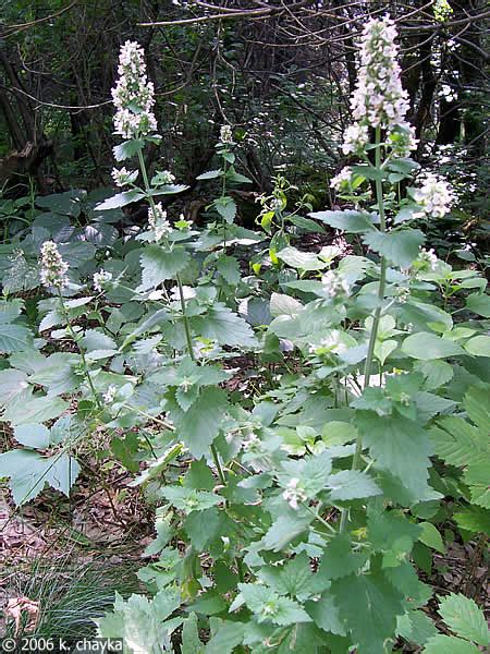 Nepeta Cataria Catnip Minnesota Wildflowers