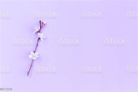 파스텔 보라색 배경에 살구 나무의 꽃 가지 최소한의 스프링 컨셉 0명에 대한 스톡 사진 및 기타 이미지 0명 3월 4월 Istock