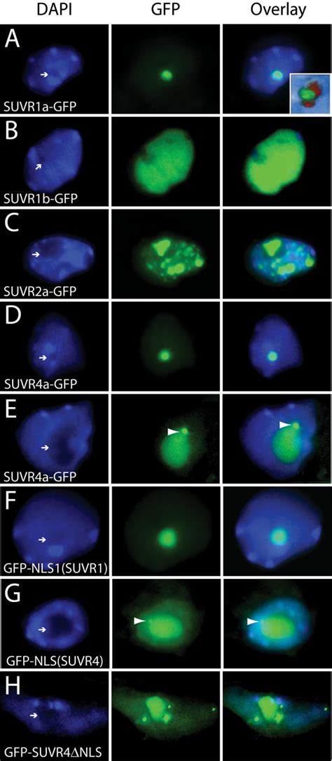 Subnuclear Localization Of The Suvr Proteins Root Cells From