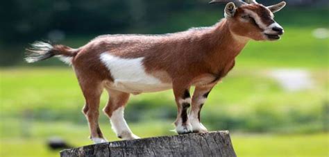 Shocking Father Of Six Caught Having Sex With A Goat Daily Family