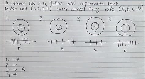Solved A Center On Cell Yellow Dot Represents Light Match Chegg Com