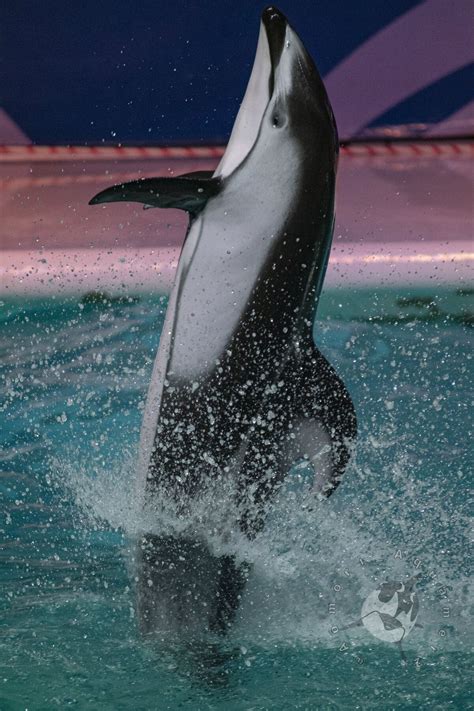 Lucky Apaa Captive Cetaceans Wiki Fandom Lucky Apaa Captive Cetaceans Wiki Fandom
