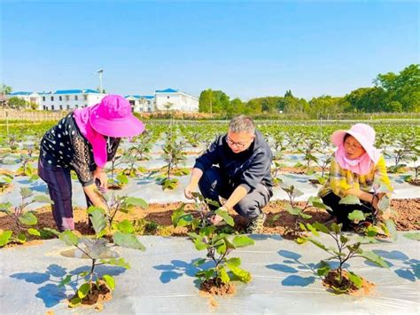 农技专家齐上阵深入田间开良方 潼南报数字报