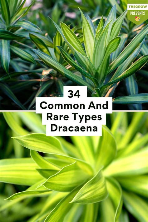 Dracaena Varieties 34 Common And Rare Types Dracaena Dracena Plant Dracaena Plant