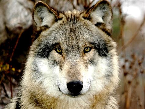 Wolf Face Close Up