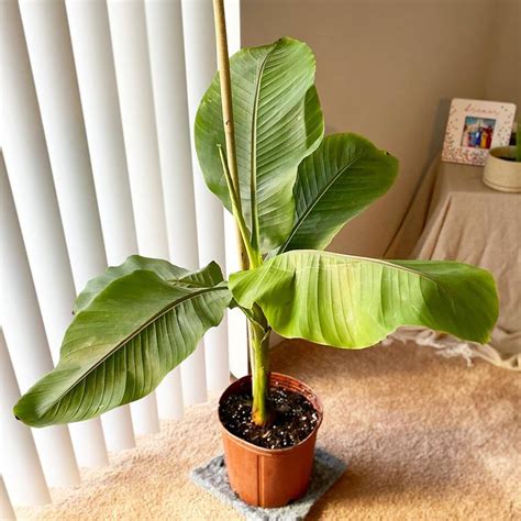 მებაღე ბანანს სახლში ზრდის და თქვენც გასწავლით თუ როგორ უნდა გააკეთოთ ეს სწორად