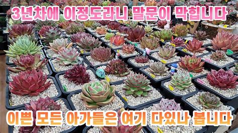 엄청난 매니아가 나타났어요 보고도 믿기힘든 3년차 매니아님의 이쁜 아가들 눈돌아갑니다 국민이 묵둥이 창 다육이 자연군생 선별종자 백연다육 달콤한총각다육