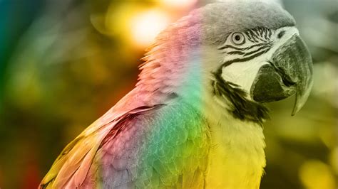 200 Parrot Wallpapers