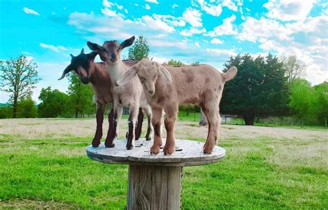 Selenium Deficiency In Goats Hidden Heights Farm Selenium Deficiency In Goats Hidden Heights Farm