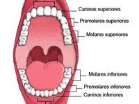 23 Ideas De Cuidado De La Boca Y Dientes Salud Dental Cuidado Dental