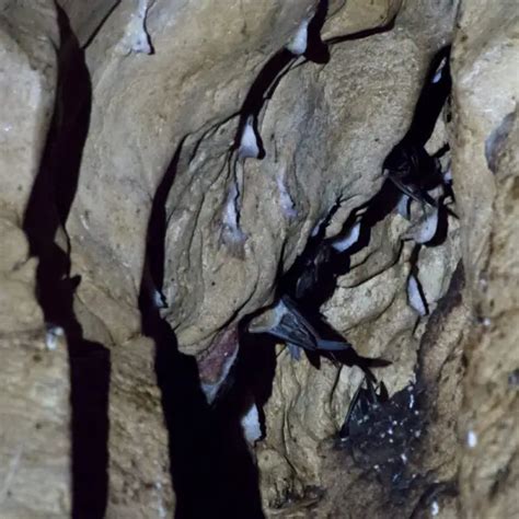 Edible Nest Swiftlet Facts Diet Habitat And Pictures On Animaliabio