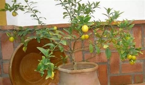 Growing A Dwarf Lemon Tree
